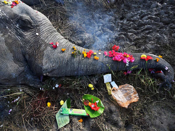 Assam: In Assam, 40 elephants die in 100 days as man-animal conflicts ...