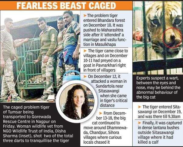 Woman vet brings down Tumsar tiger | Nagpur News - Times of India