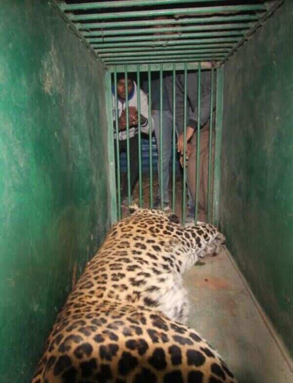 Lucknow Zoo: Leopard caught from Lucknow Zoo, to be released in wild in ...