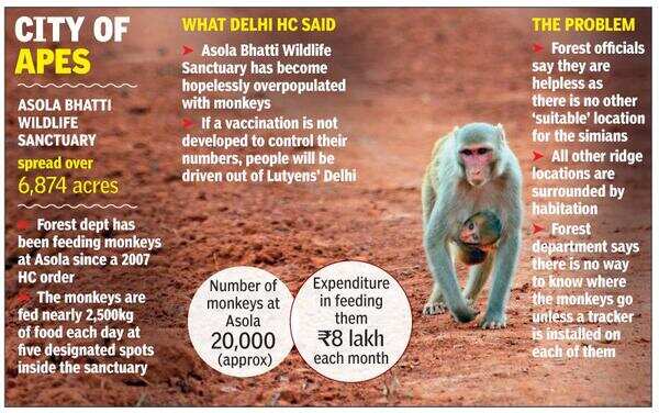 Asola sanctuary spends Rs 8 lakh/month to feed simians | Delhi News - Times of India