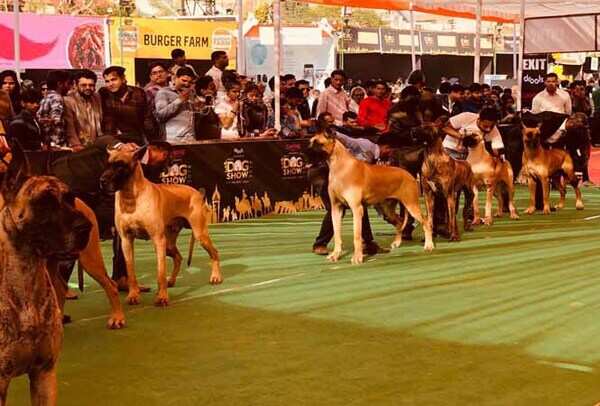 A fashionable outing for Jaipur’s furry friends at this event | Events ...