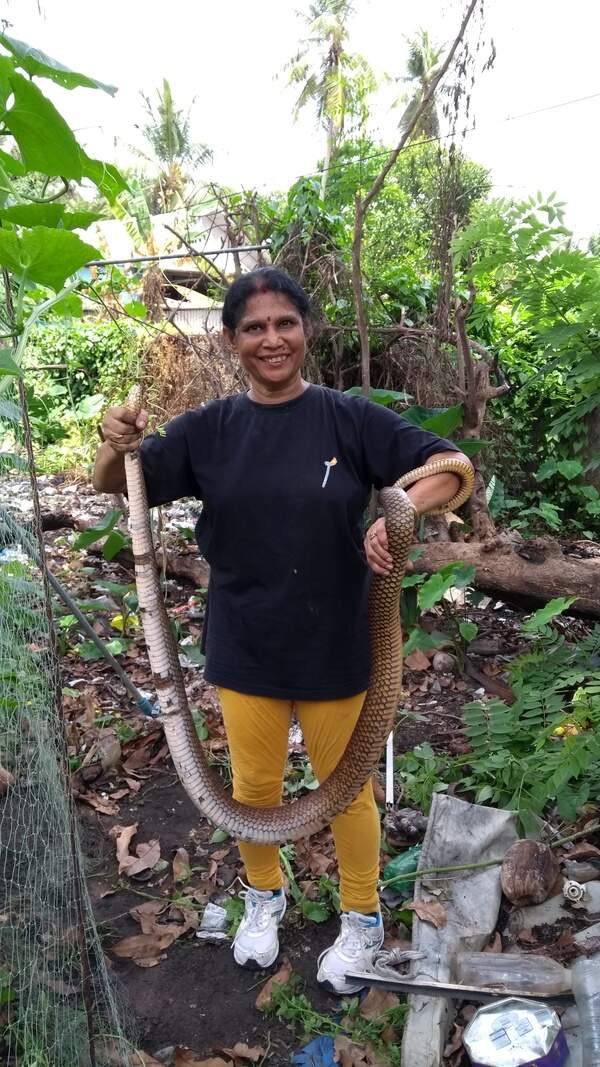 Woman snake rescuer from Kerala: When with Vidya, snakes don’t hiss ...