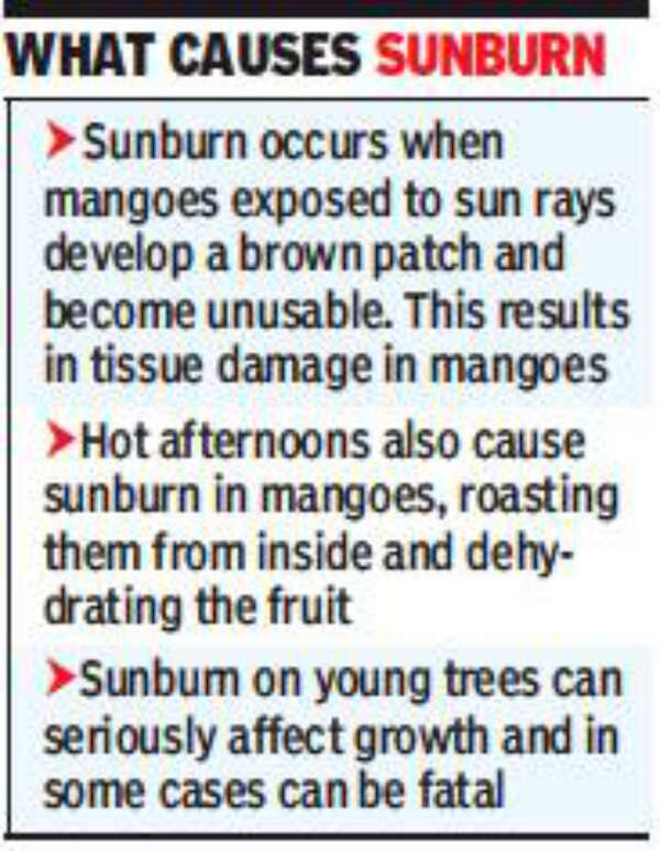 Alphonso: Hot spell puts Alphonso mangoes at sunburn risk | Pune News ...