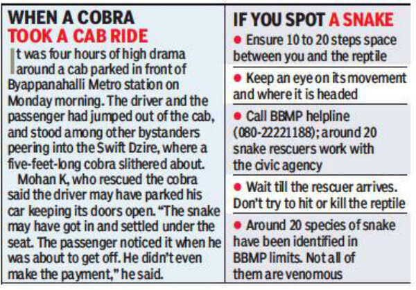 BBMP: Summer scare: BBMP gets 60 snake rescue calls a day | Bengaluru ...