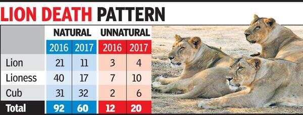 Lion Death: 184 lions died in last two years | Ahmedabad News - Times ...