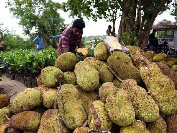 Jackfruit: Kerala jackfruit: Jack of all traits | Kochi News - Times of ...