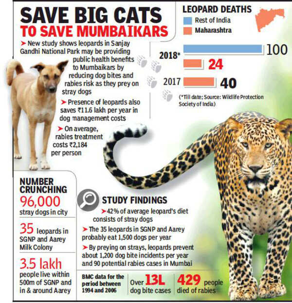 Man-Animal Conflict: SGNP leopards prey on strays, cut rabies risk ...