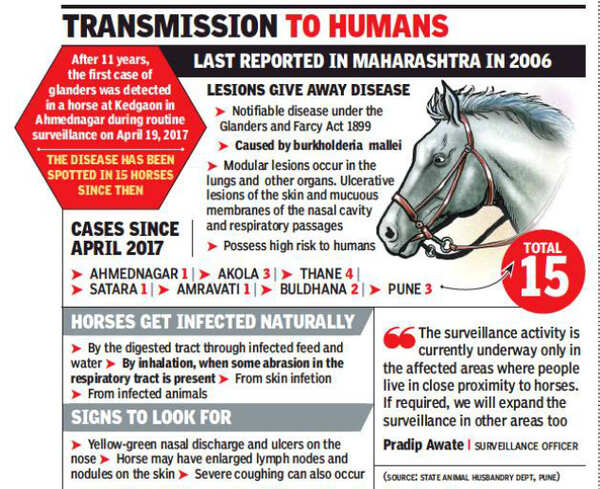 Bacterial Infection: Two horses with glanders in Pune, close watch on ...
