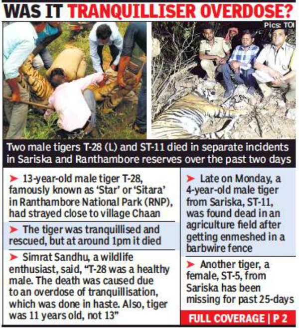 Ranthambore National Park: Ranthambhore loses its ‘Star’, 2 tigers dead ...