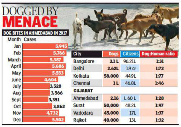 Copulating dogs always bite | Ahmedabad News - Times of India