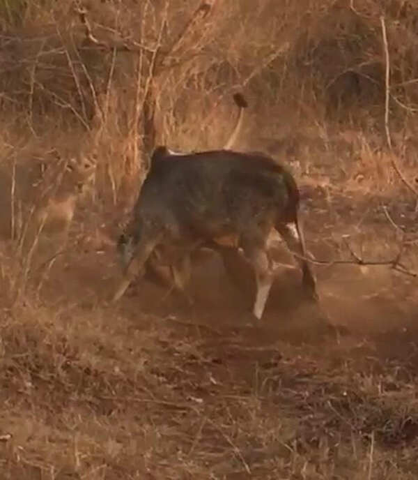 WATCH: Video of lion show with live bait goes viral | Gujarat News ...
