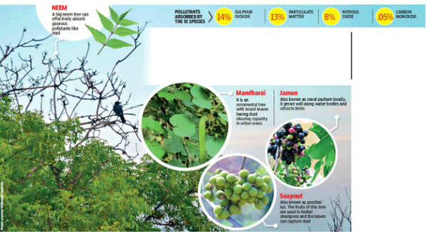 Trees can clear dust, reduce noise | Chennai News - Times of India