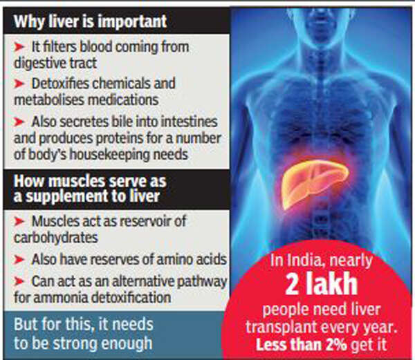 Flex your muscles to fight liver ailment | Delhi News - Times of India