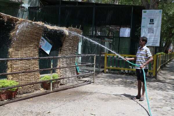 Vetiver: Zoo animals cool off as temperatures soar | Indore News ...