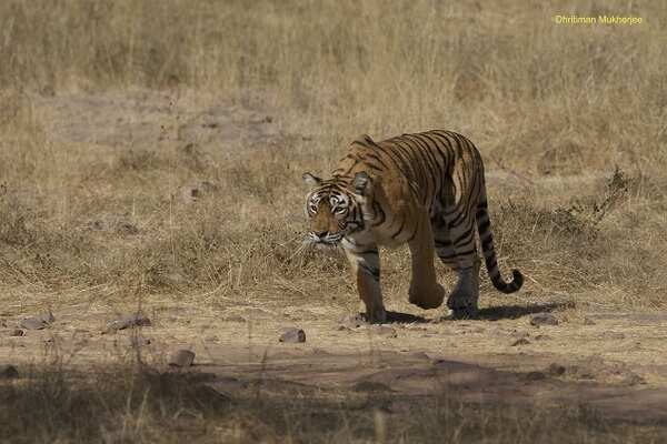 Machli: An extraordinary life of a tigress in the wild | India News ...