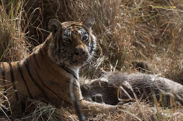 Machli: An extraordinary life of a tigress in the wild | India News ...