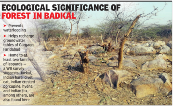 100 trees axed in 2 days, ‘malba’ used to build road in Aravalis ...