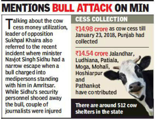 Government collects Rs 15 crore as cow cess but cattle roam free ...