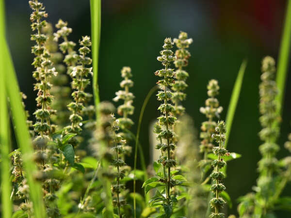 Vaastu Shastra: Your guide for divine planting of plants - Times of India