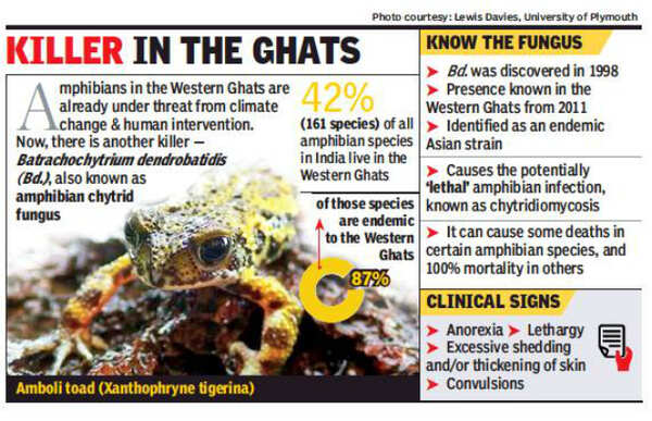 Researchers find deadly amphibian infection strain spreading in ...