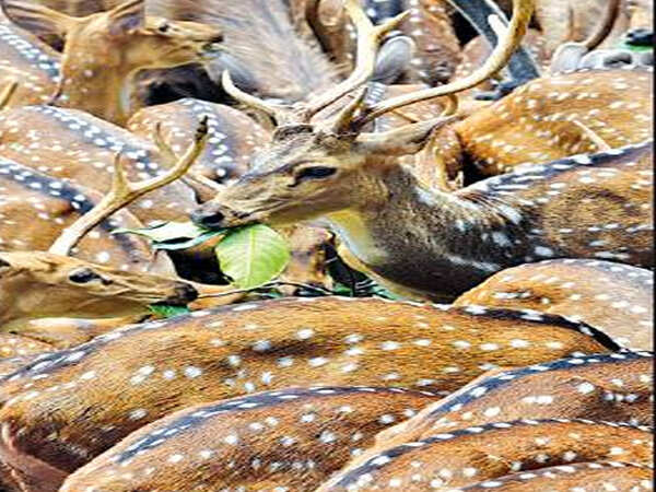 Sambar Deer: In this drear park, the doe are dying | Kochi News - Times ...