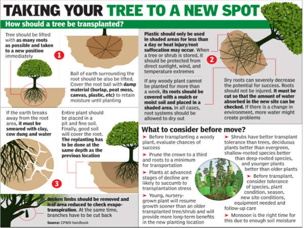 Transplanting no alternative as most trees don’t survive it | Delhi ...
