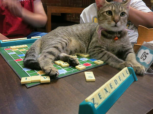 When Mumbaikars spent time at a cat café | Events Movie News - Times of ...