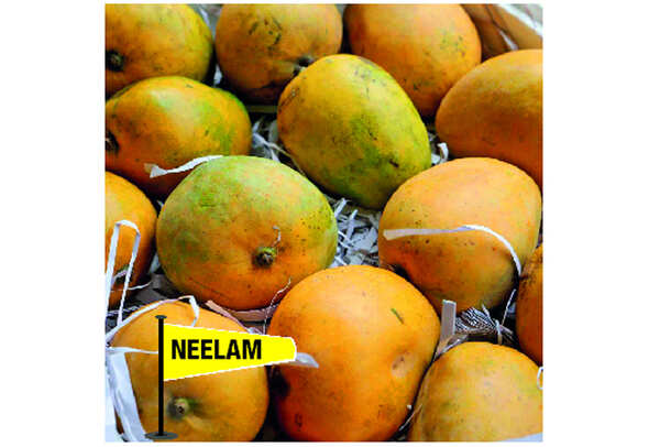 Neelam from Andhra, Amrapali from Bengal, Fazli from UP: Delhiites ...