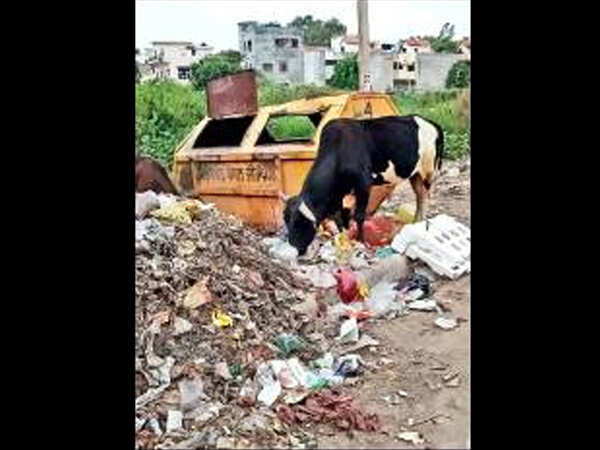 Dhakoli Suffers From Rising Stink: Dhakoli suffers from rising stink ...