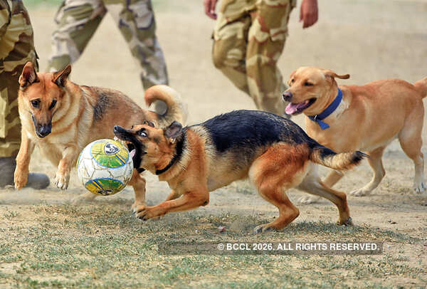 A pawsome football match for CISF dogs in Delhi | Delhi News - Times of ...