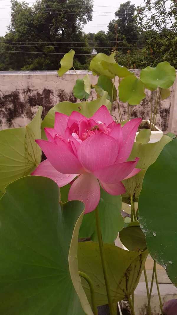Lotus Love: Lotus, lots and lots | Kochi News - Times of India
