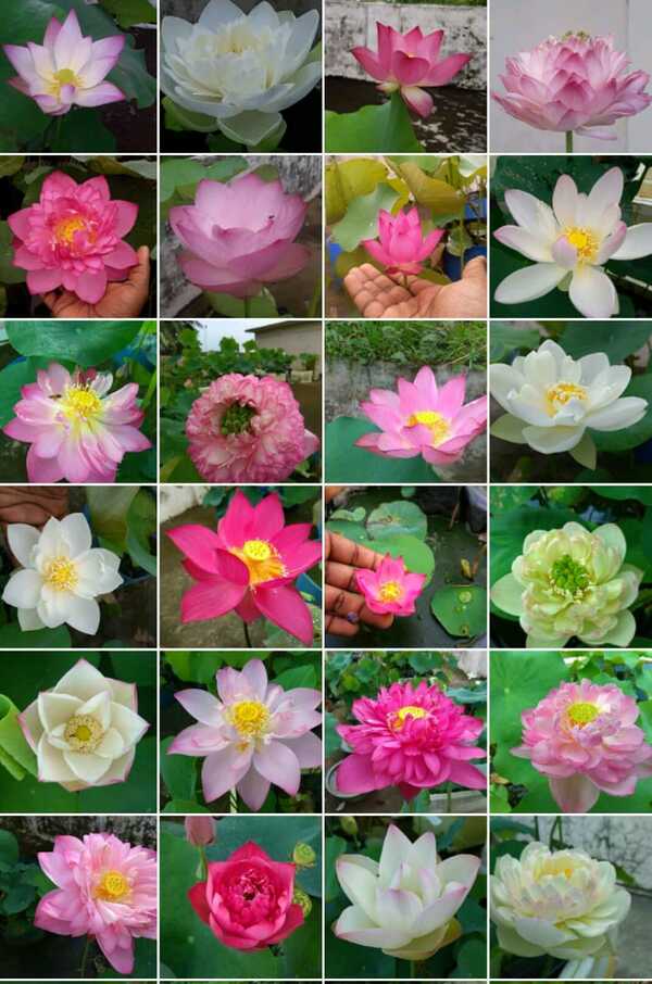 Lotus Love: Lotus, lots and lots | Kochi News - Times of India