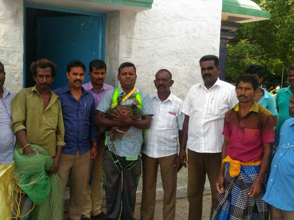 Peahen rescued from Upper Anaicut in Trichy | Trichy News - Times of India