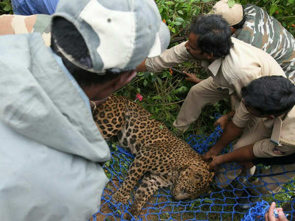 Big Cat Rescued: Karnataka: Leopard gets stuck in trap laid for wild boars, rescued | Mysuru ...