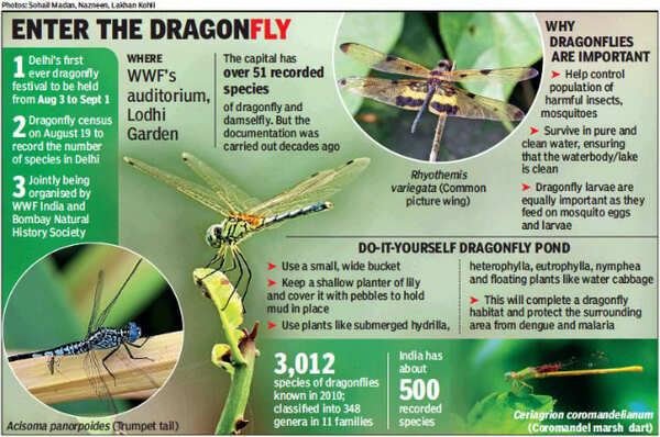 Know your dragonfly: First-ever festival for insects that help maintain ...