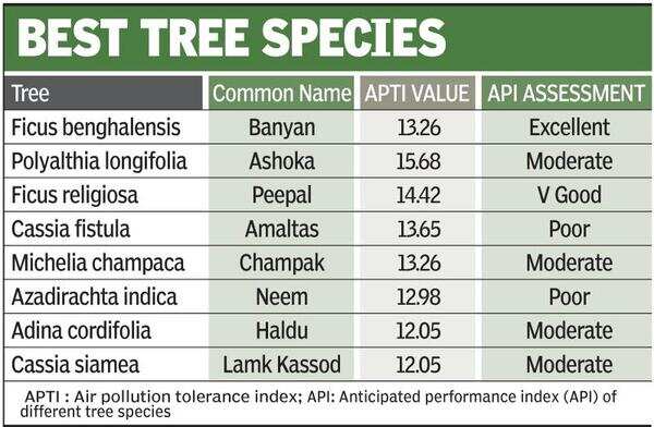 Ahmedabad Plantation: Ahmedabad: Trees are our shield against ...