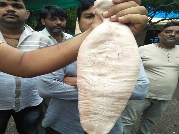 Mumbai Ghol Fish: Fishermen brothers net a lottery off Mumbai coast ...