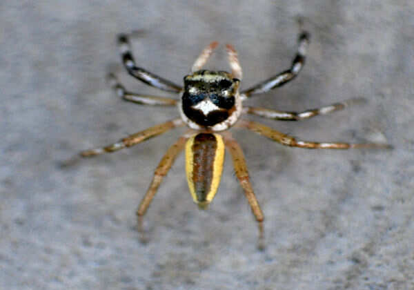 Two species of spiders named after MCC faculty | Chennai News - Times ...