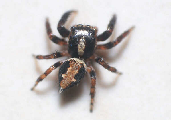 Two species of spiders named after MCC faculty | Chennai News - Times ...