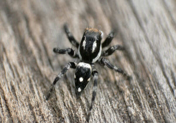 Two species of spiders named after MCC faculty | Chennai News - Times ...