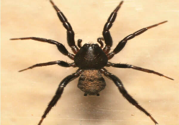 Two species of spiders named after MCC faculty | Chennai News - Times ...