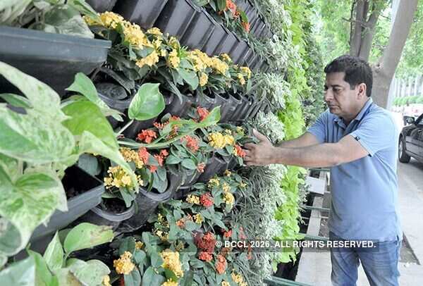 Agrawallahs paint their walls green with vertical gardens | Agra News ...