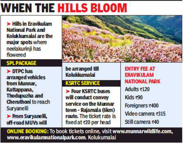 Photos: Kurinji draws huge crowd to Kerala's Munnar | Kochi News ...