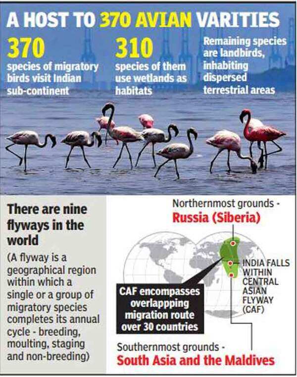 India unveils five year action plan to remain a paradise of migratory ...