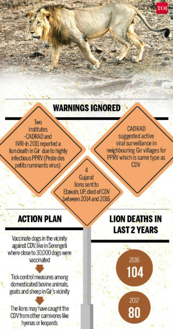 For lion raksha, cows to be immunized in Gujarat | Ahmedabad News ...