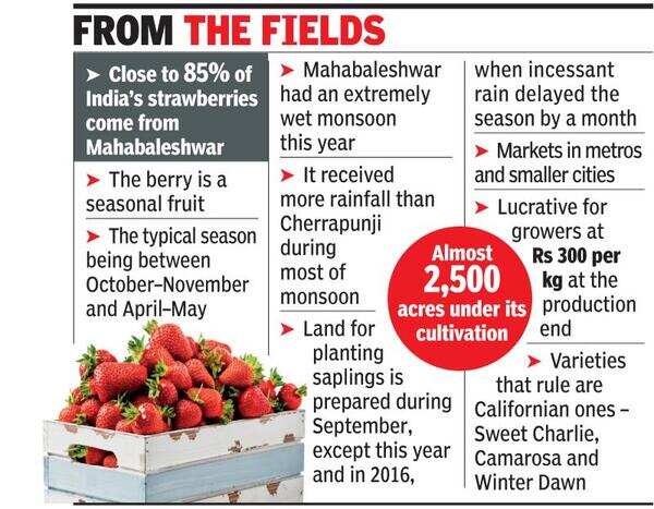 Fewer strawberries this season and at a premium | Pune News - Times of ...