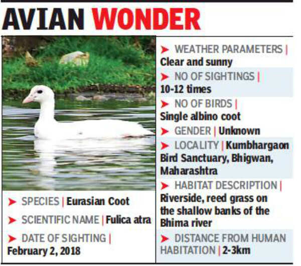 Bird watchers celebrate rare albino coot sighting | Pune News - Times ...