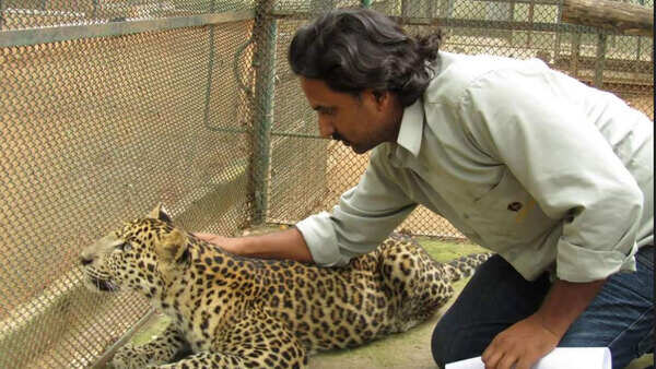 Obsession for kill: Karnataka vet behind cologne trap for big cats ...