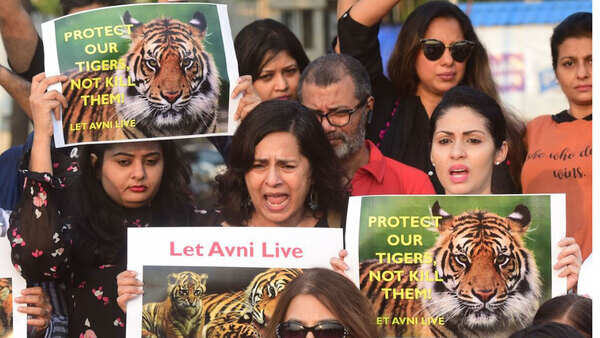 Obsession for kill: Karnataka vet behind cologne trap for big cats ...