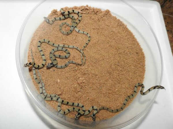 7 eggs of common kukri snake found; hatchlings released after 80 days ...